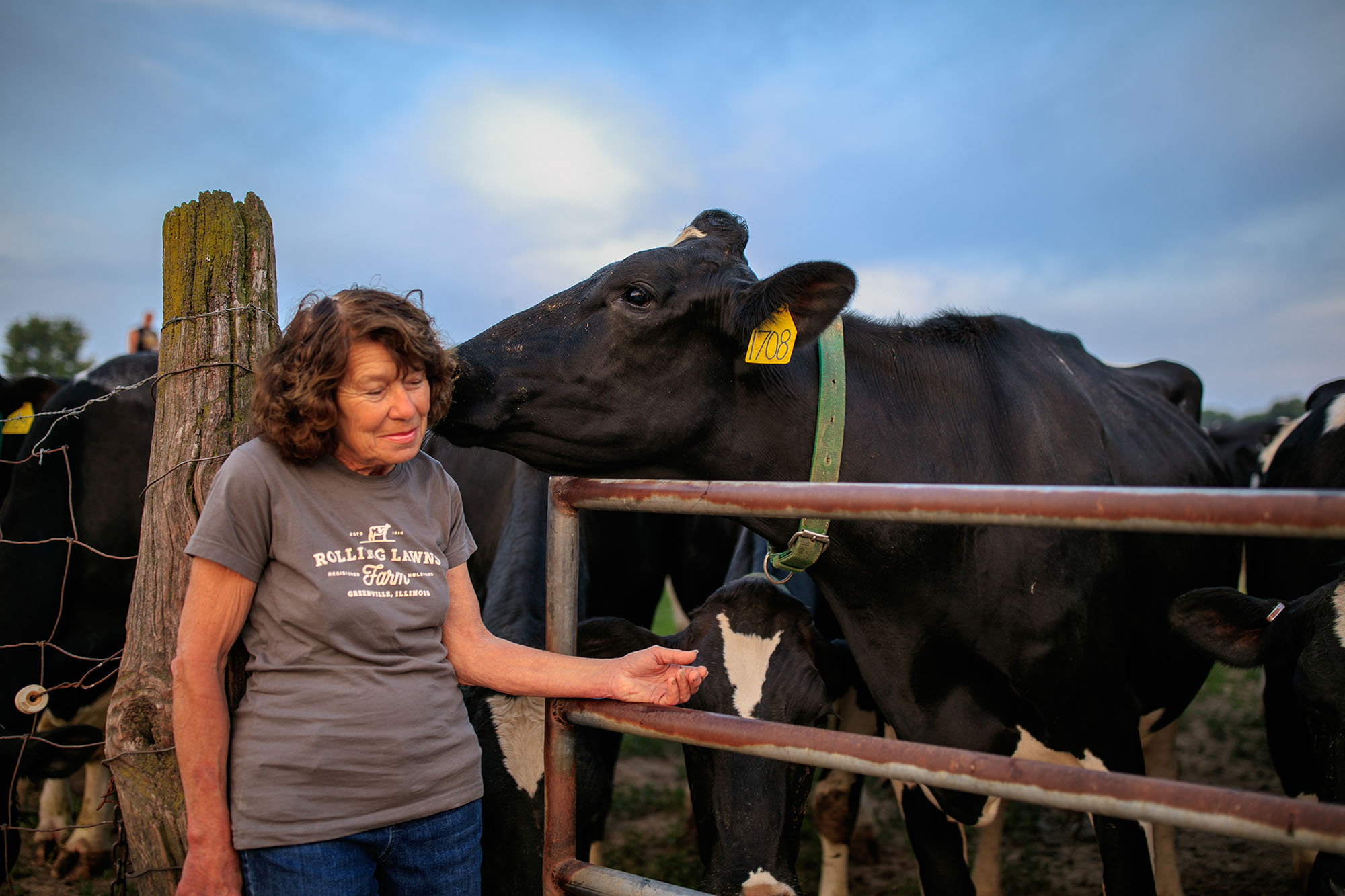 Registered Holsteins - Rolling Lawns Farm