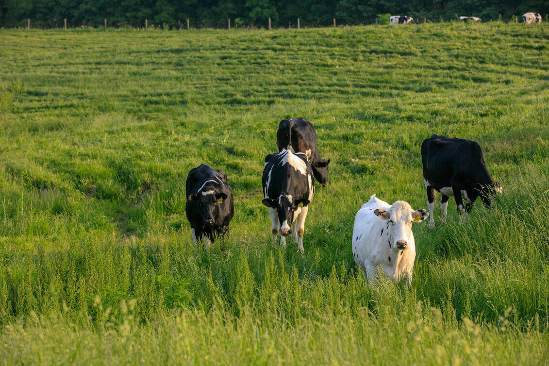 Registered Holsteins - Rolling Lawns Firm